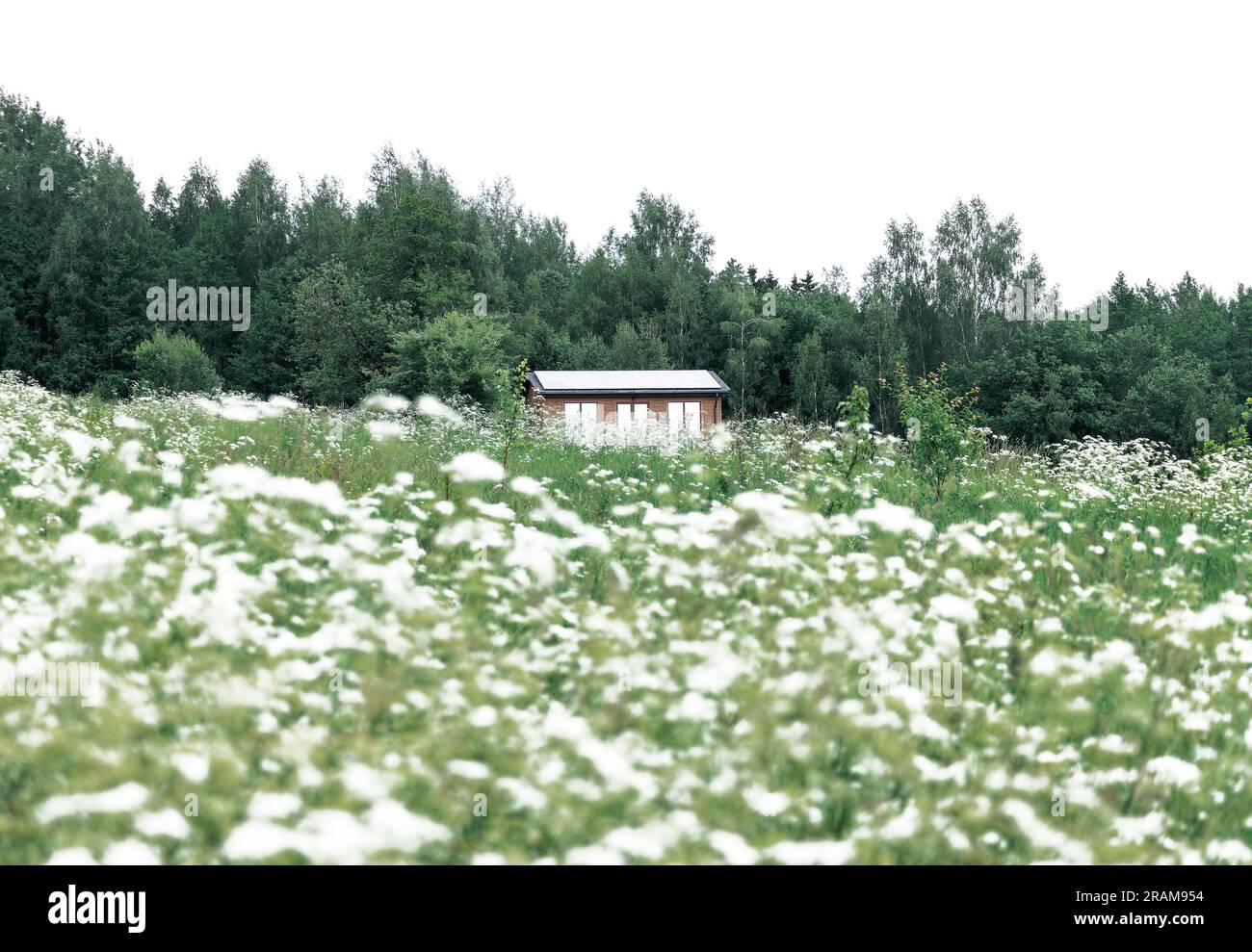 House among trees, forest, grass, meadow flower, field plants Stock ...