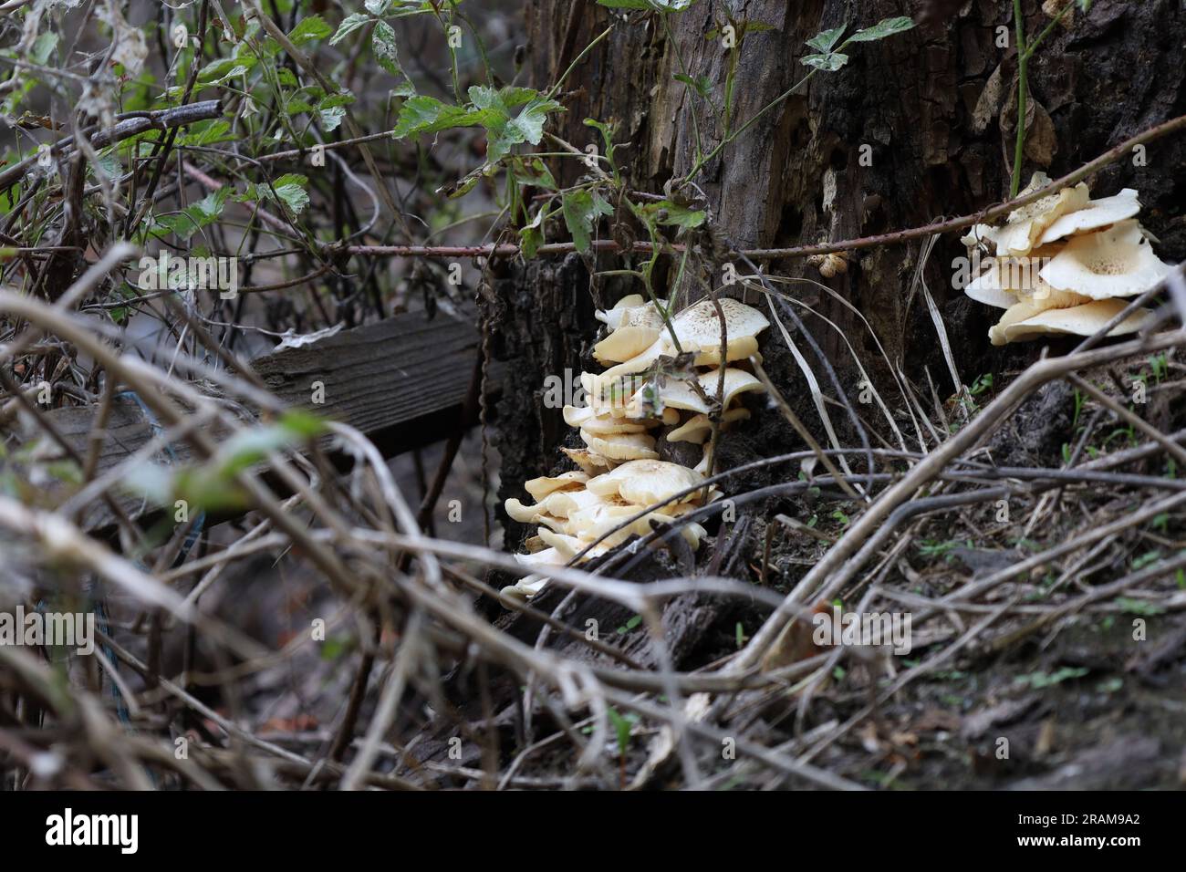 Mushrooms in the summer forest Stock Photo - Alamy