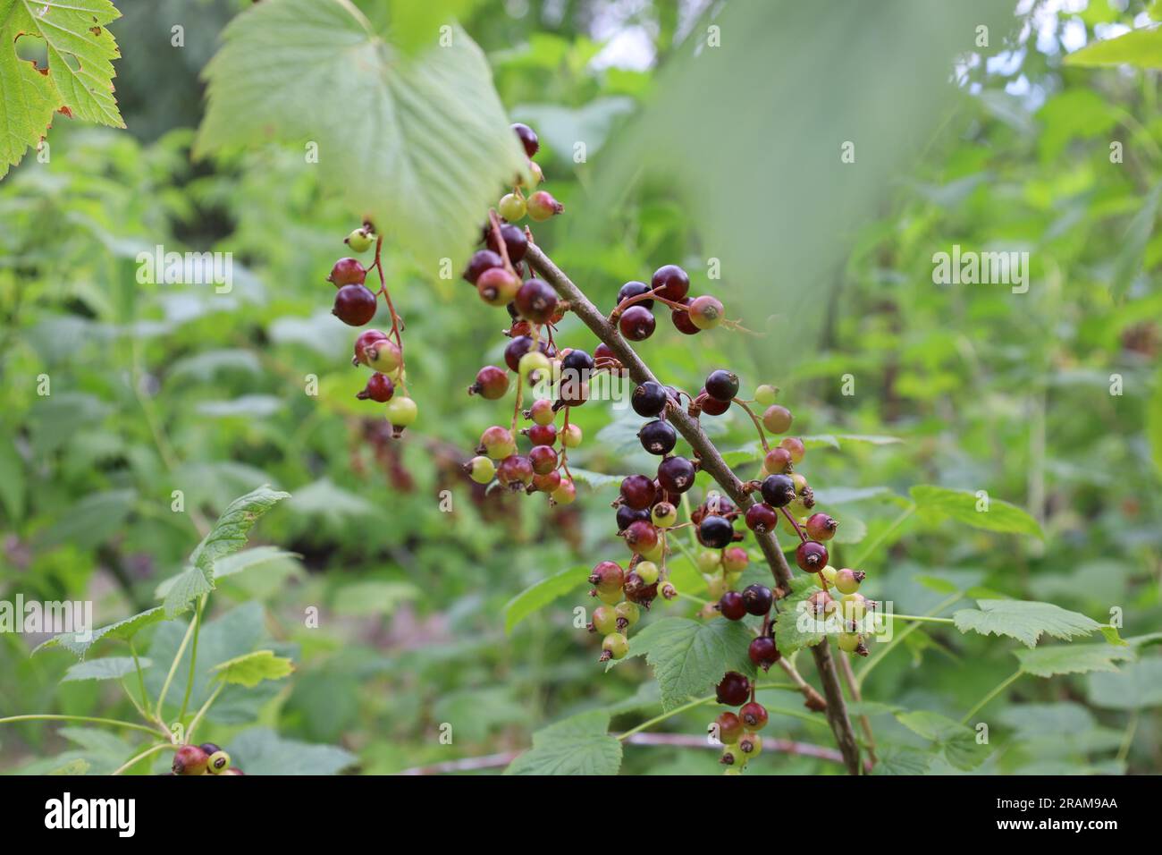 Cornus sanguinea, the common dogwood or bloody dogwood, black berries ...