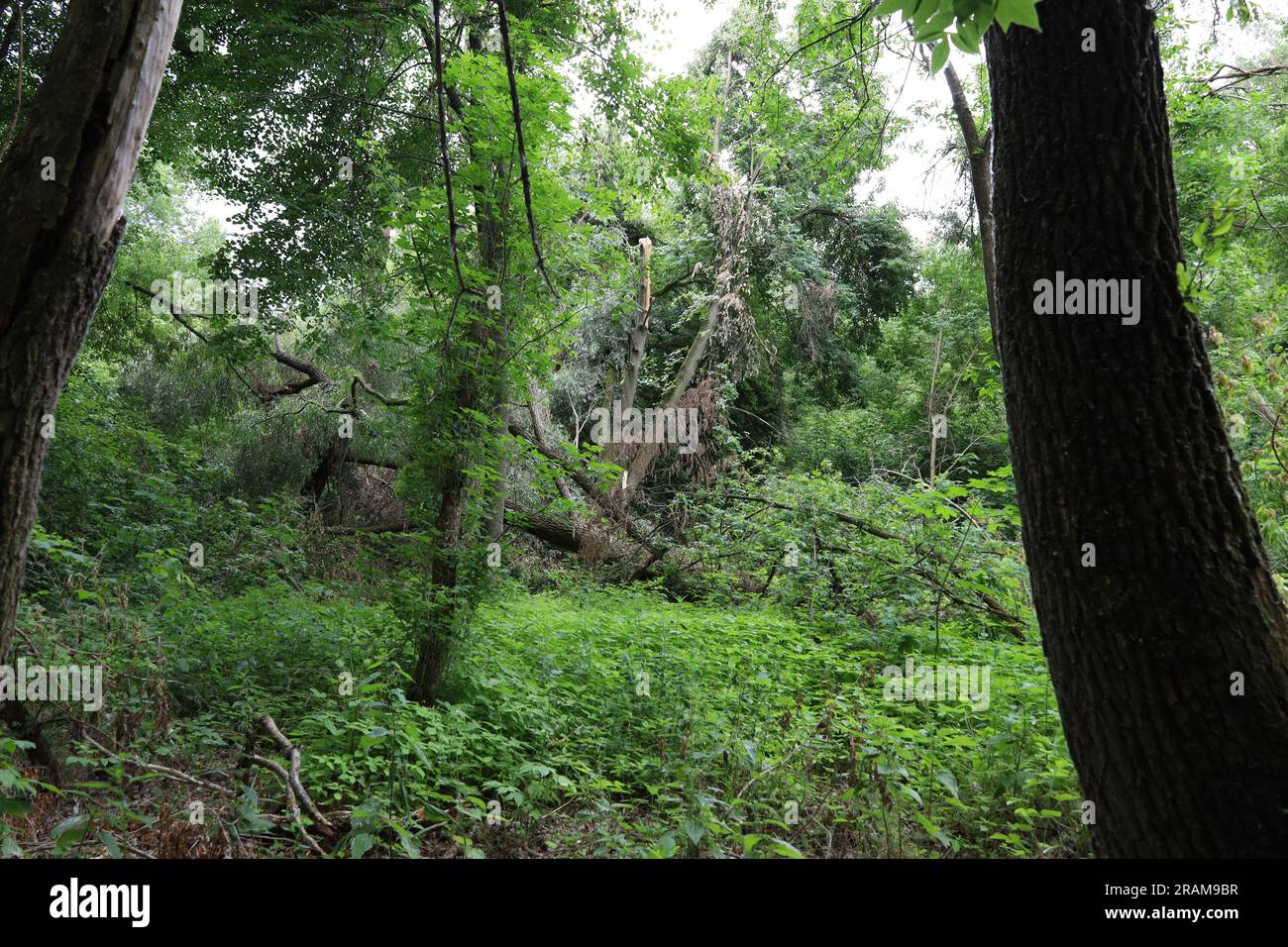 Poplar fluff in the summer forest, summer forest atmosphere Stock Photo ...