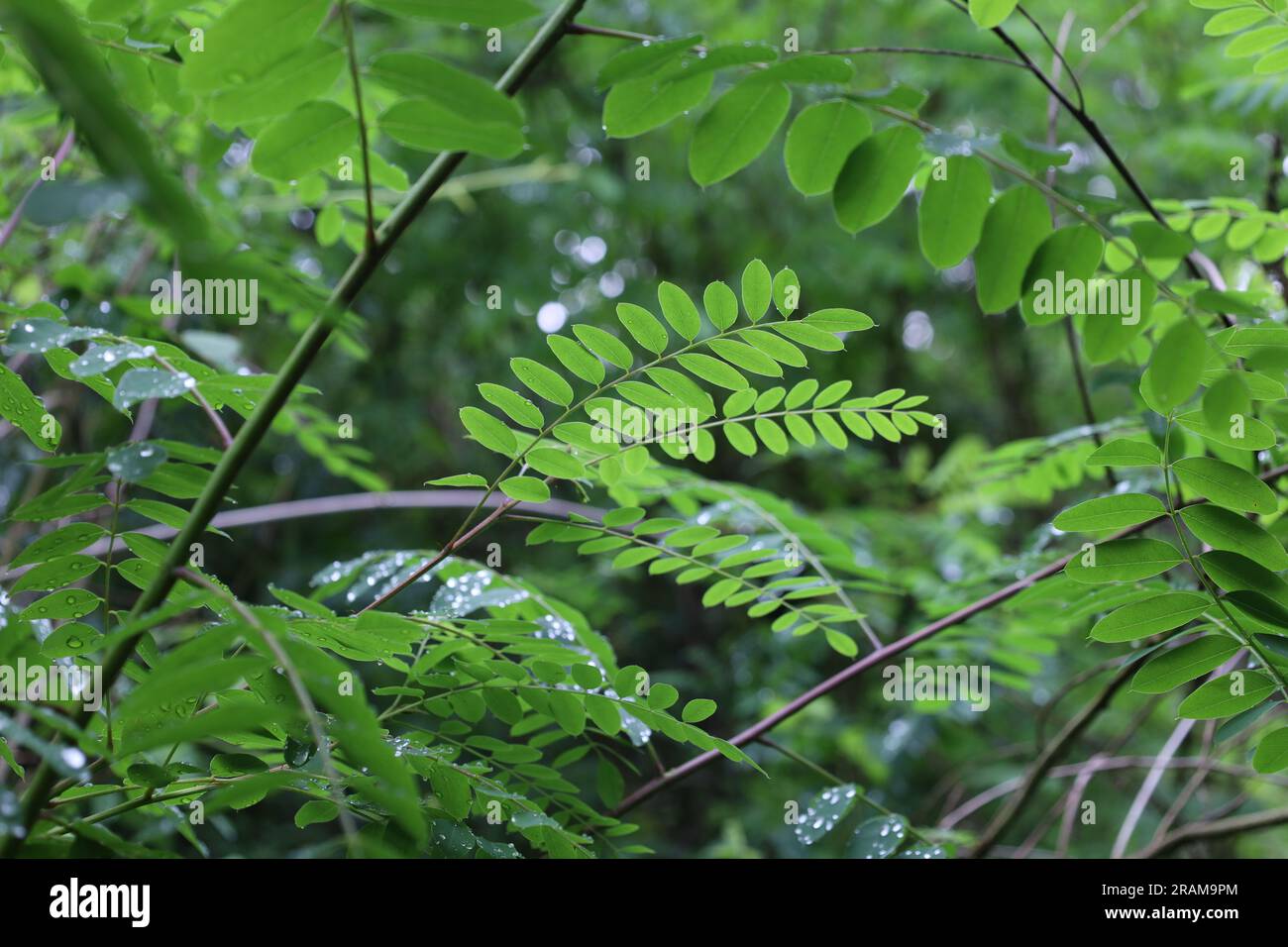 amorpha fruticosa in the rainy autumn forest, rainy leaves, spring ...