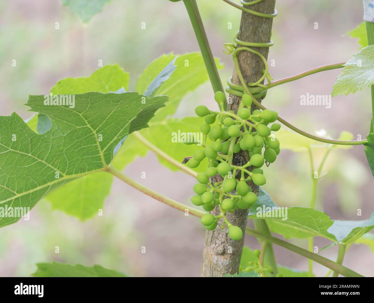 Bunch of green grapes on the vine in the vineyard Stock Photo - Alamy