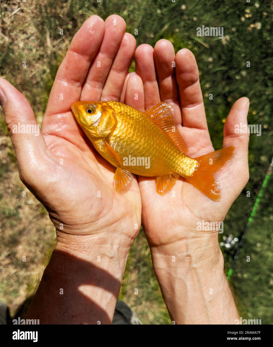 Hand holding gold fish, goldfish on palms Stock Photo - Alamy