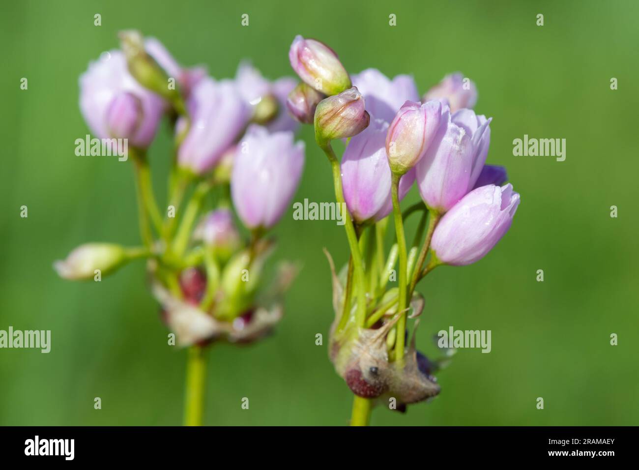 Close up of rosy garlic (allium roseum) flowers in bloom Stock Photo ...