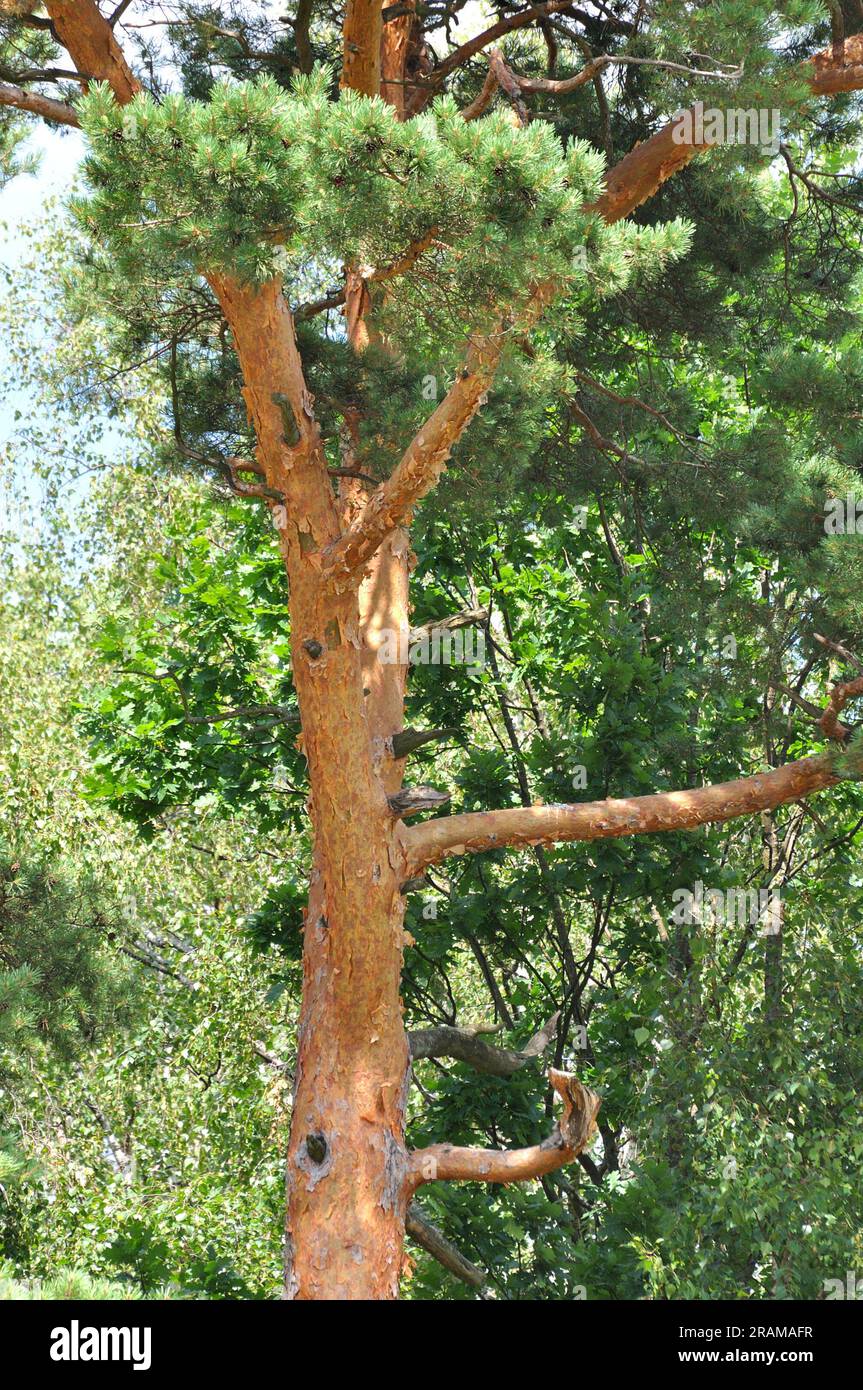 The trunk of big old pine tree in the forest Stock Photo - Alamy