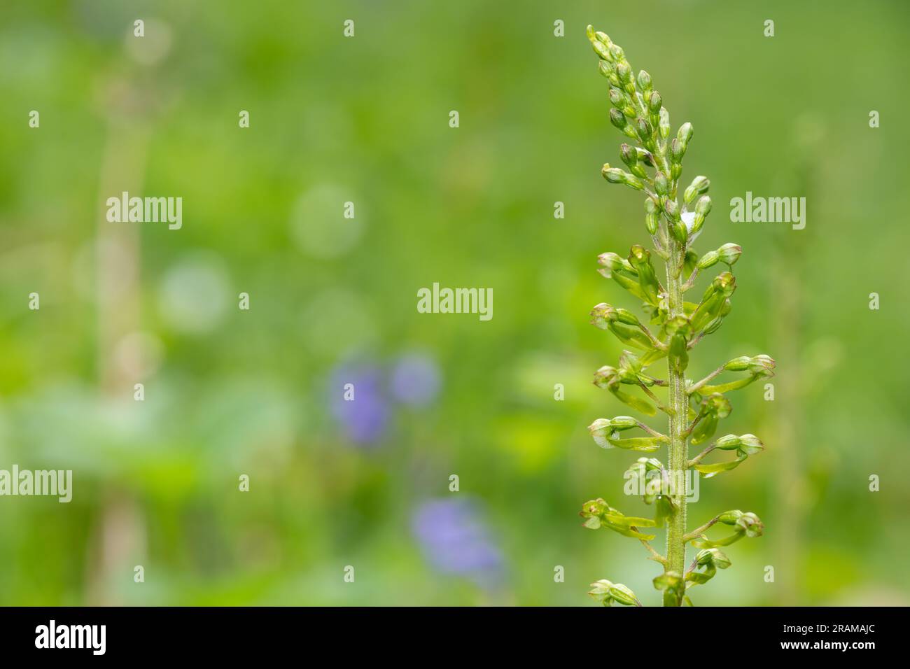Close up of a common twayblade (neottia ovata) orchid Stock Photo - Alamy