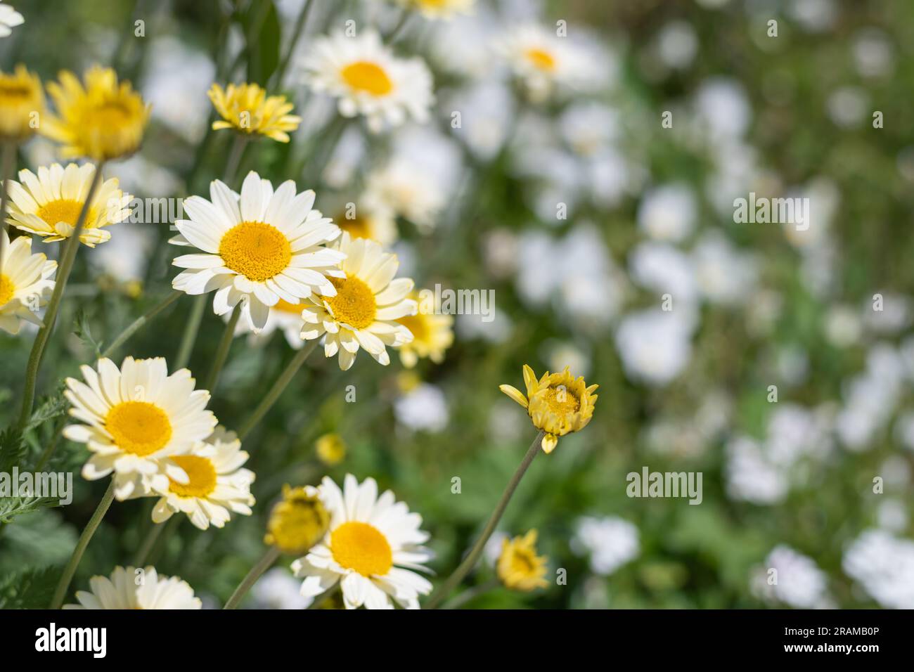 Yellow chamomile (cota tinctoria) flowers in bloom Stock Photo - Alamy