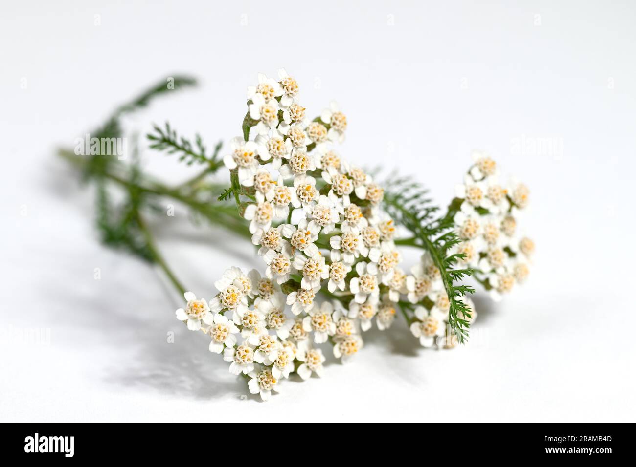 Yarrow, Achillea, against white background Stock Photo - Alamy