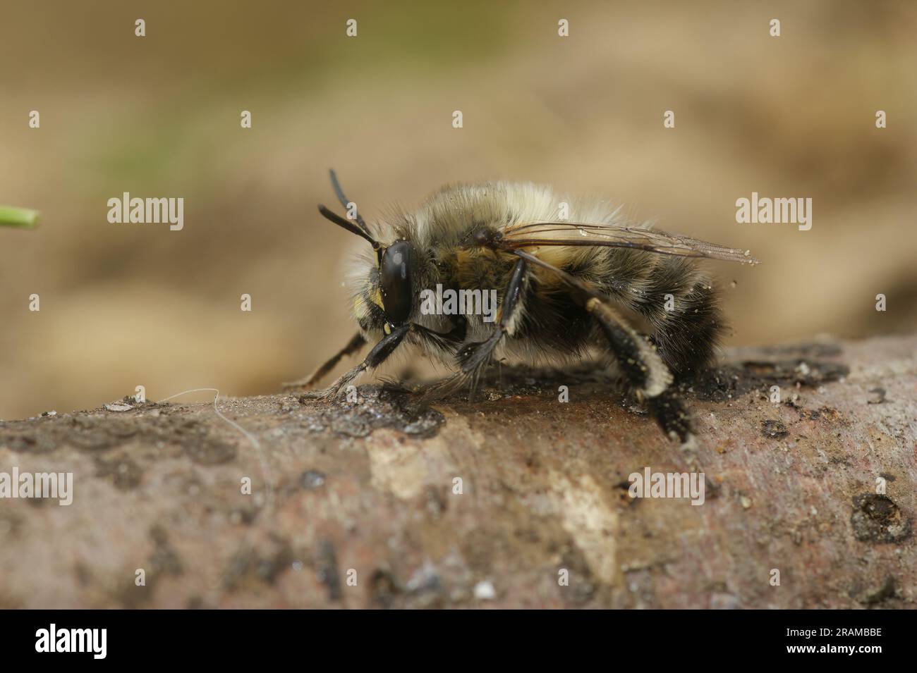 Natural closeup of a male of the hairy-footed flower bee , Anthophora ...