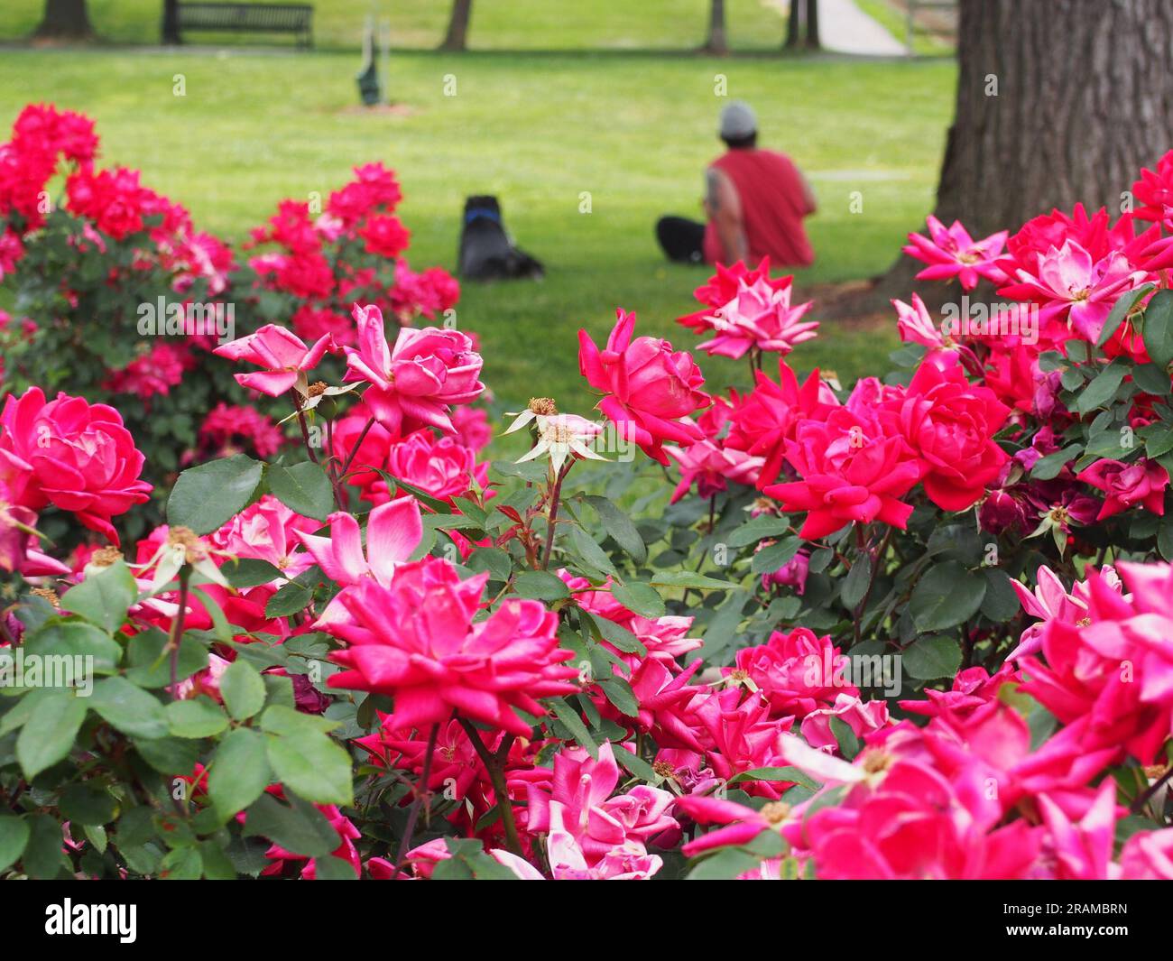 Dog roses flowers summer images hi-res stock photography and images - Alamy