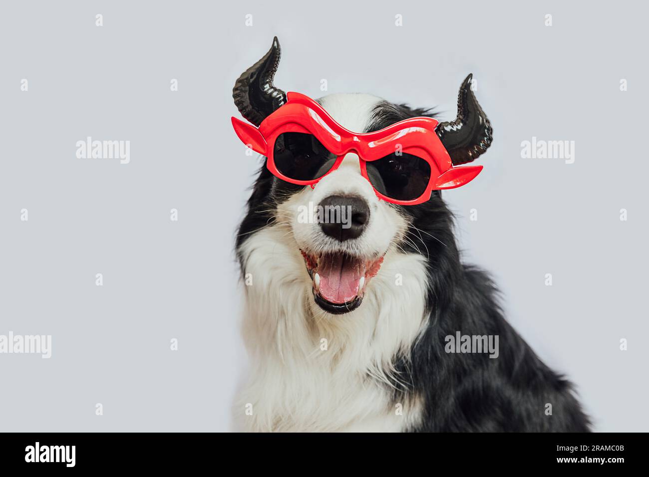 Trick or Treat concept. Funny puppy dog border collie dressed in ...