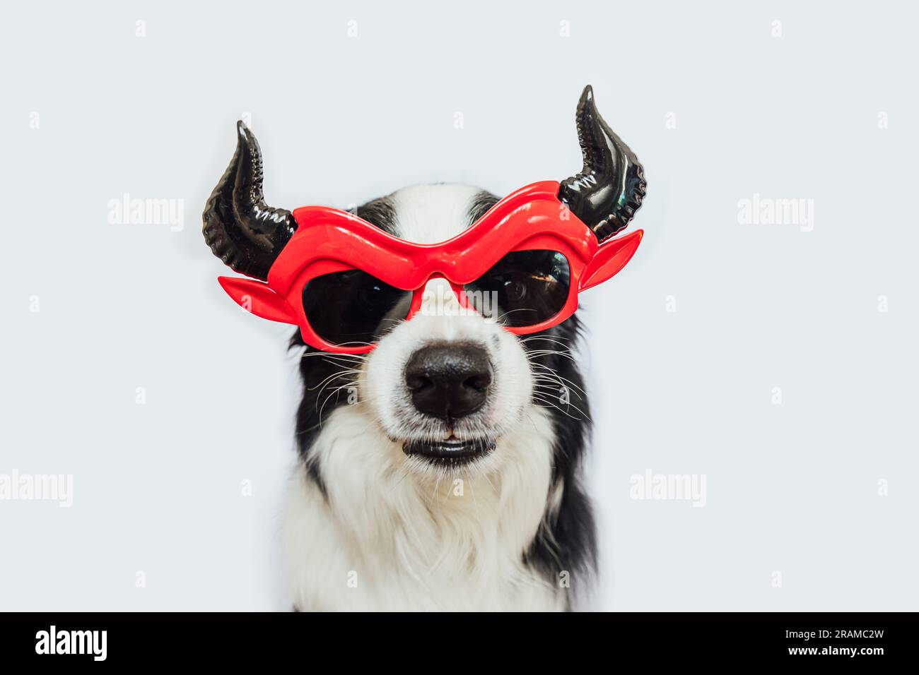 Trick or Treat concept. Funny puppy dog border collie dressed in ...