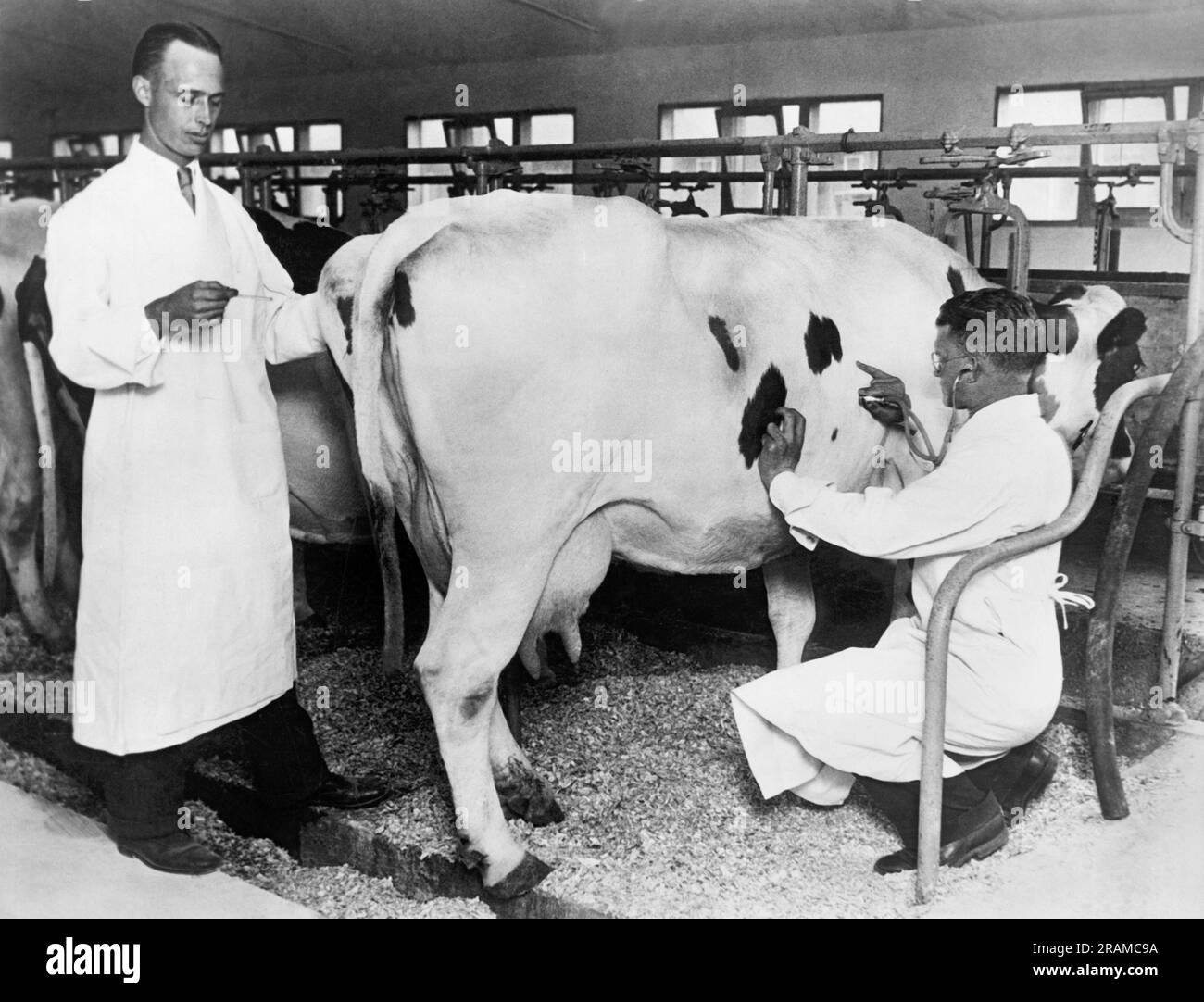 Listening cow Black and White Stock Photos & Images - Alamy