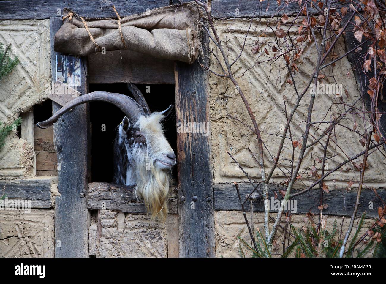 Goat looking outside window in old village Stock Photo - Alamy
