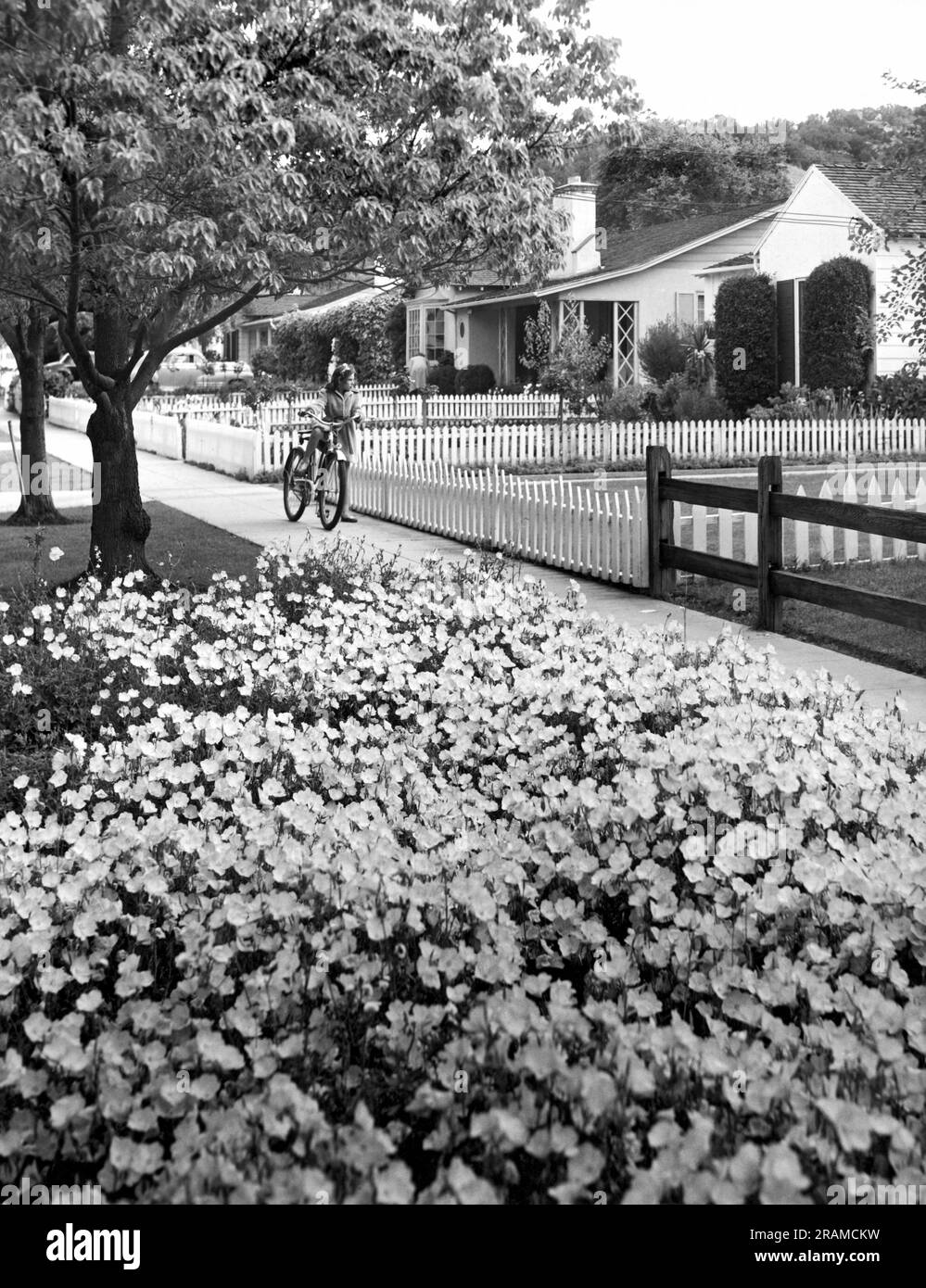 Hollywood, California: c. 1950. Residential middle class homes with ...