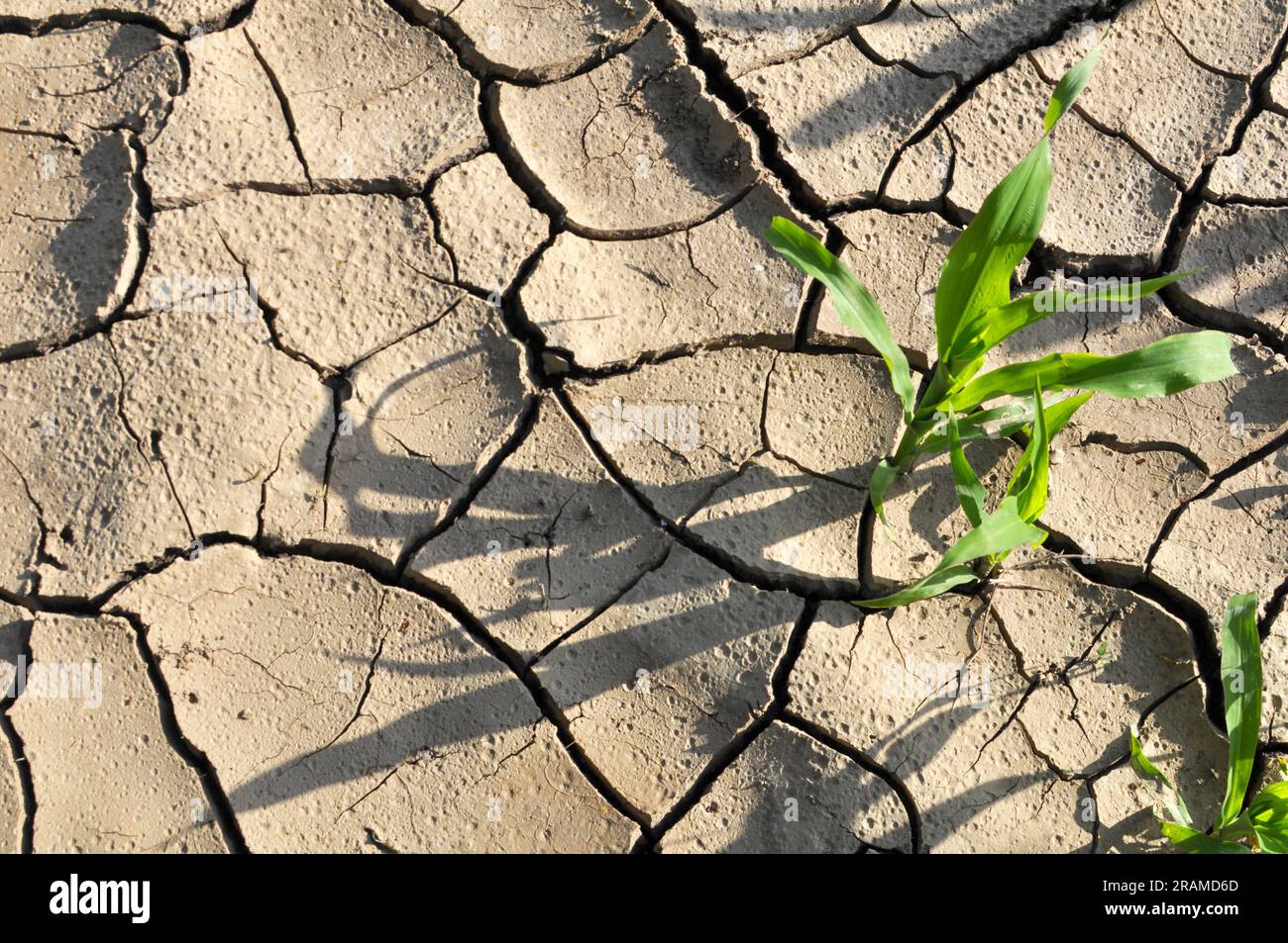 Cracked fertile ground in the field due to heat Stock Photo - Alamy