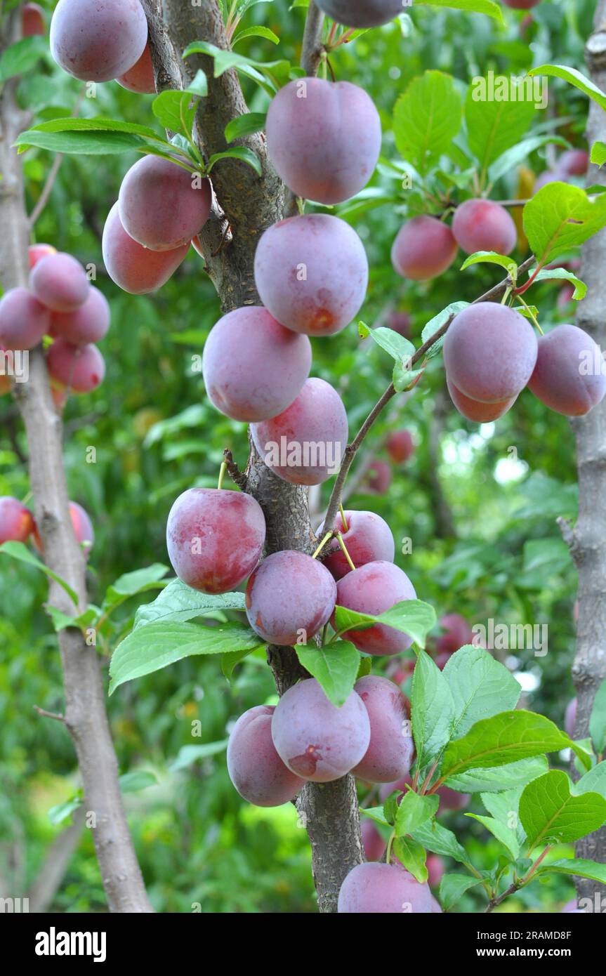 In the garden on a tree branch ripe plums with pink color of the fruit ...