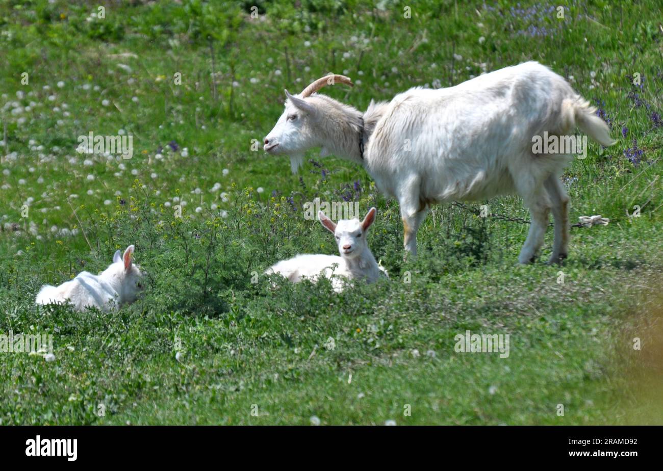 Horned young goats in rural hi-res stock photography and images - Alamy