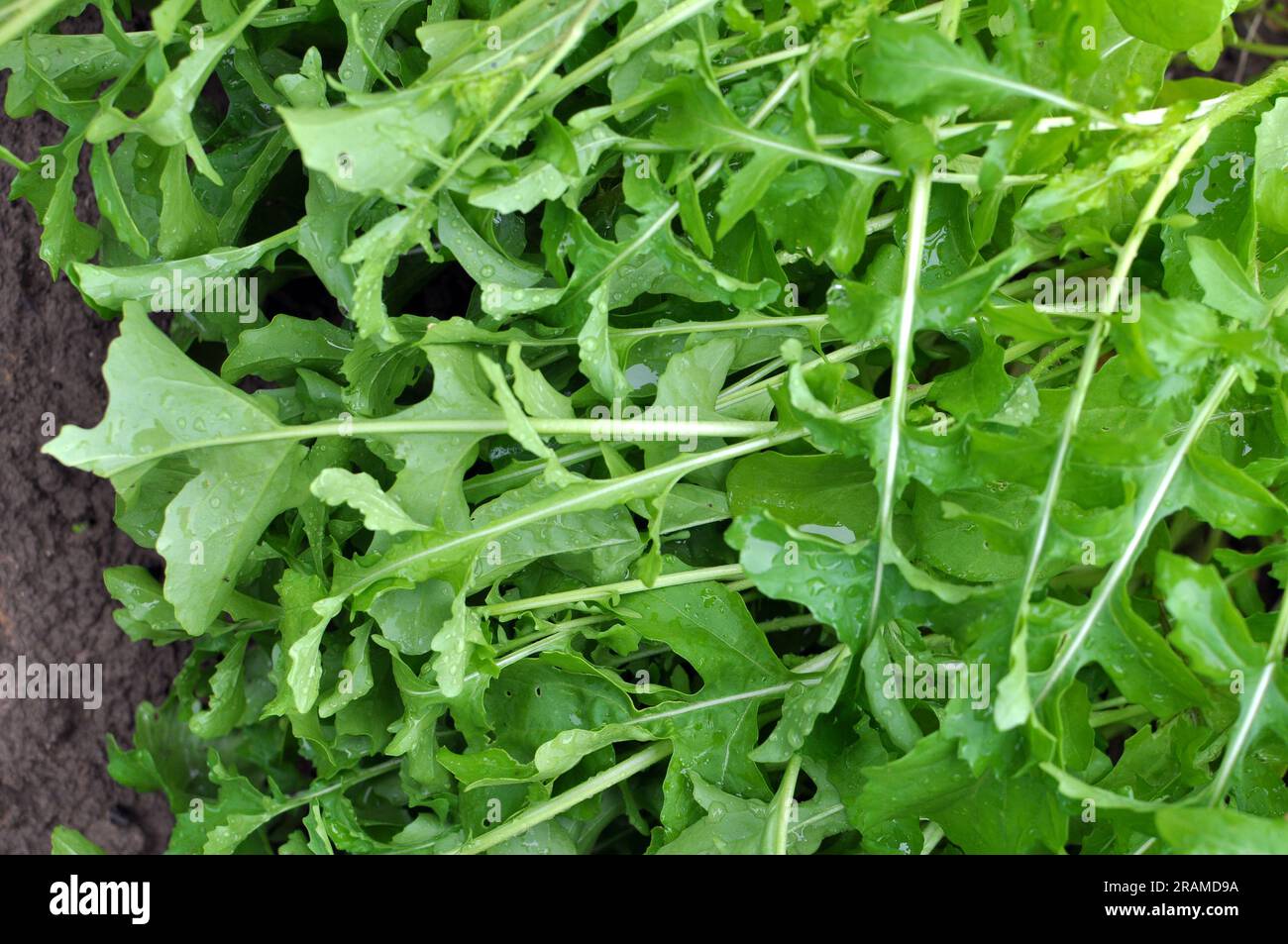 Spicy arugula plant (Eruca sativa) growing in the garden Stock Photo ...