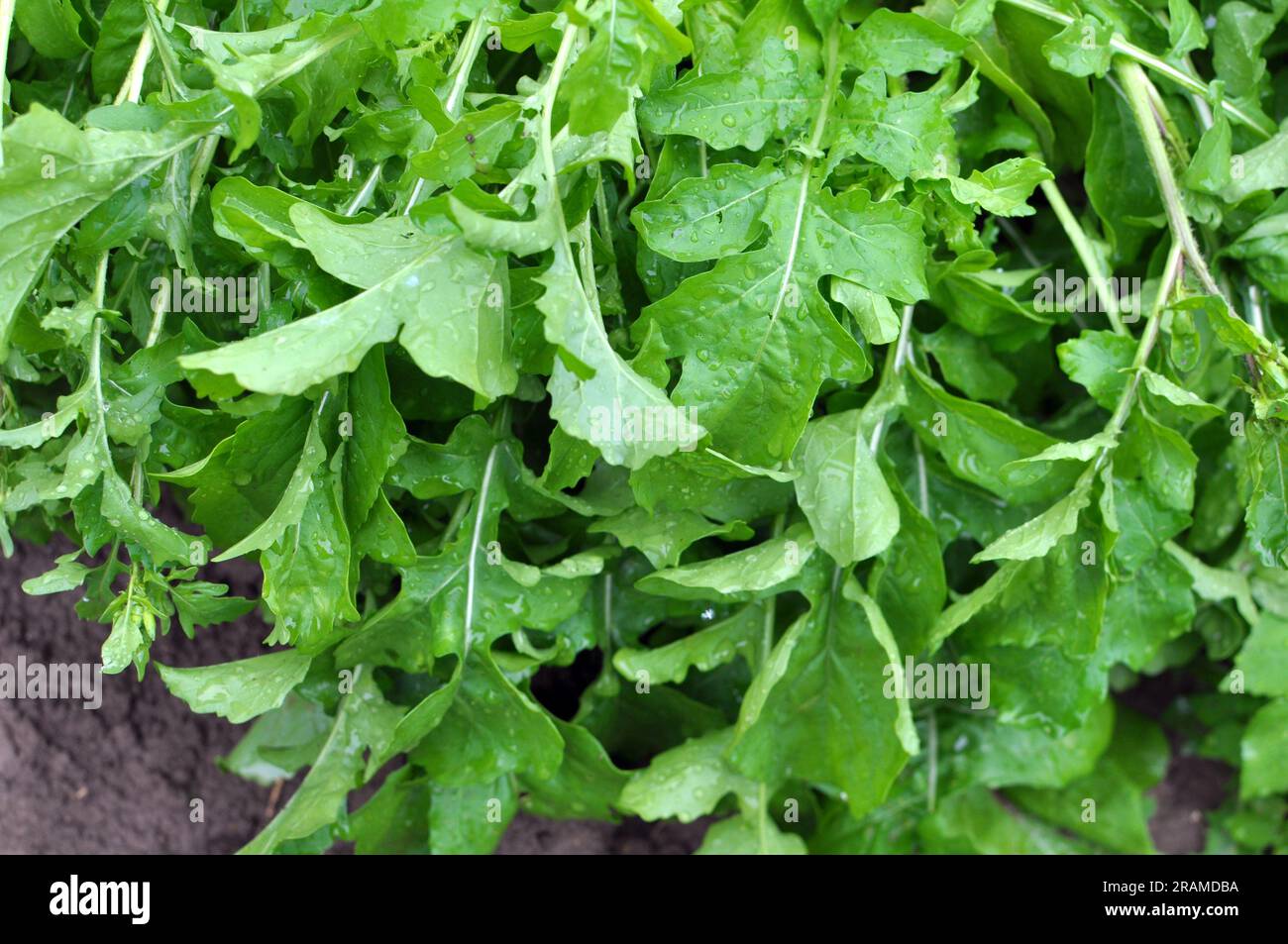 Spicy arugula plant (Eruca sativa) growing in the garden Stock Photo ...