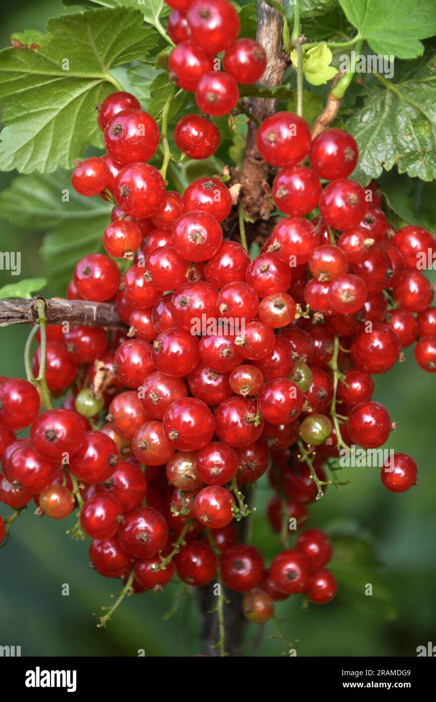 On the branch bush berries are ripe red currant (Ribes rubrum Stock ...