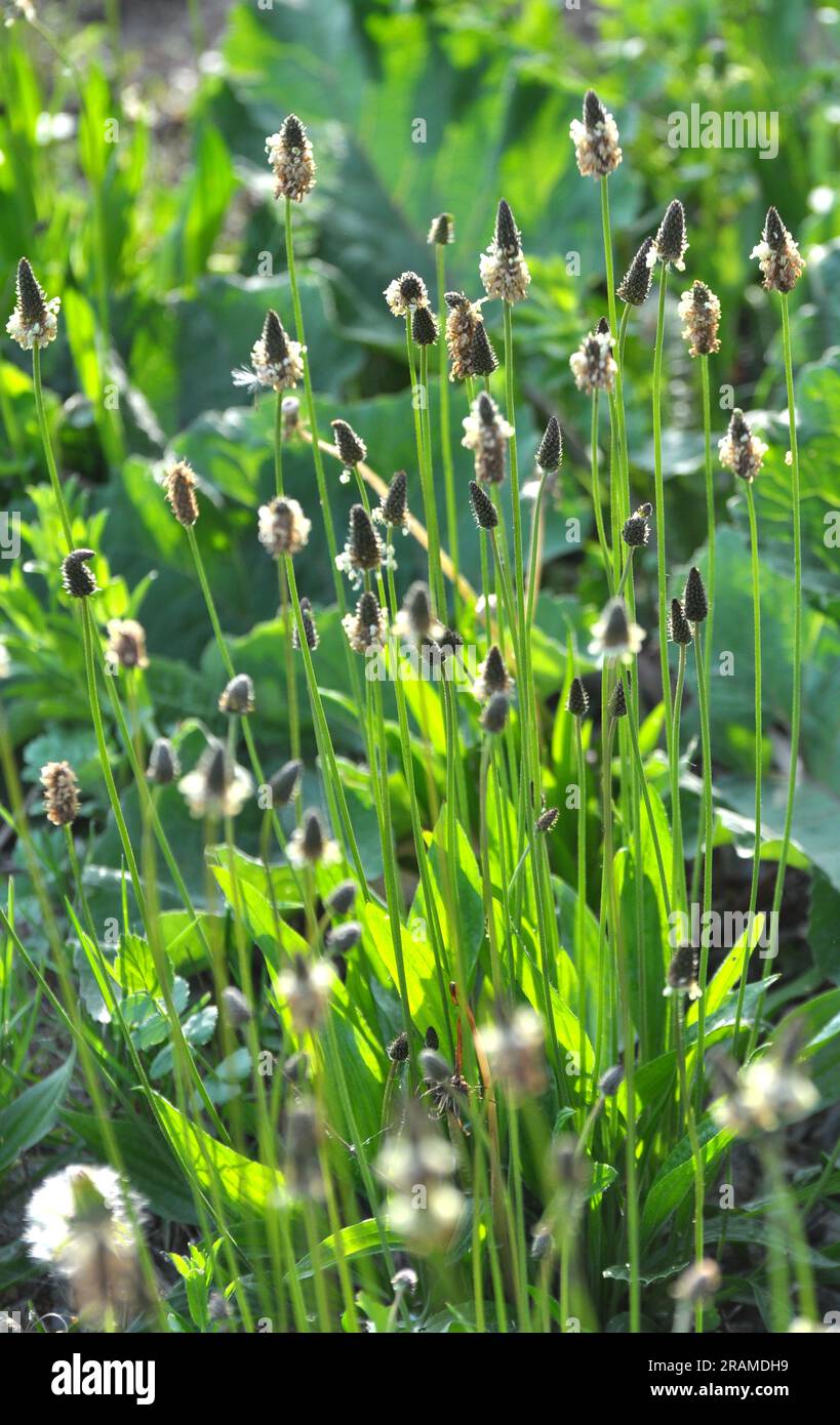 In the wild grows plantain lanceolata, plantago lanceolata Stock Photo ...