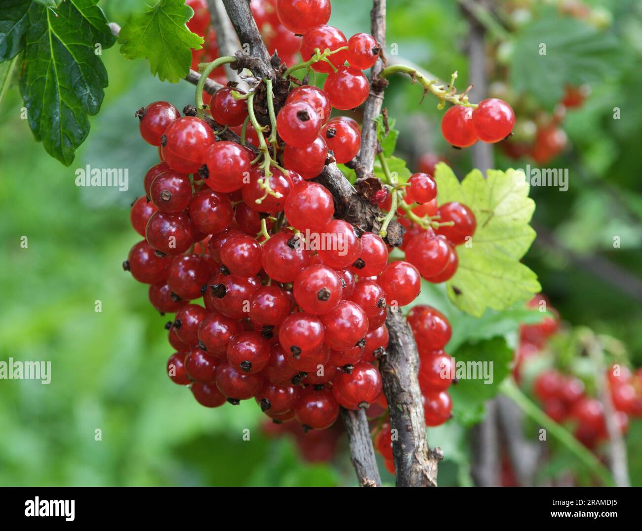 On the branch bush berries are ripe red currant (Ribes rubrum Stock ...