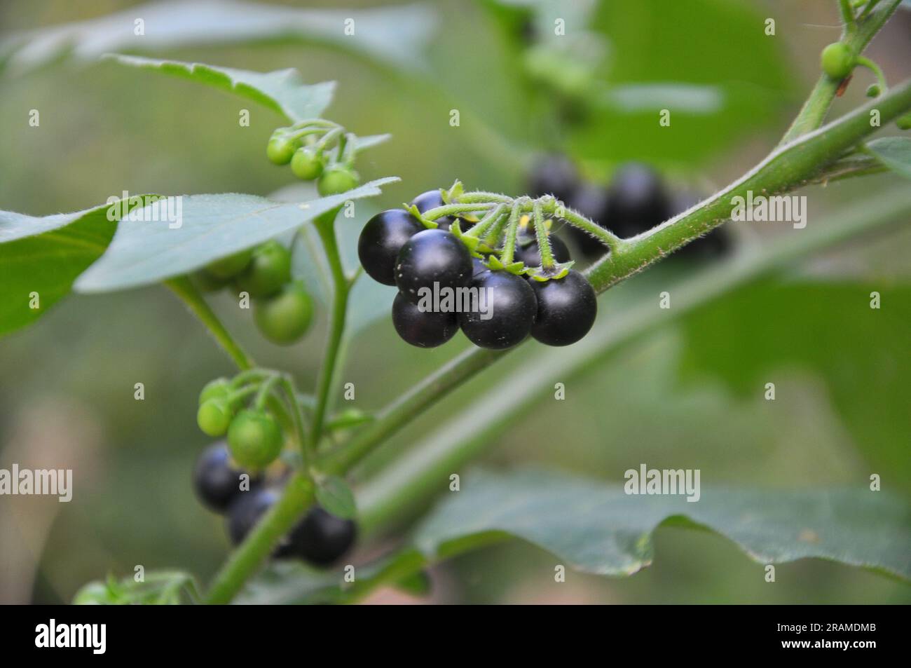 In nature grows plant with poisonous berries nightshade (Solanum nigrum ...