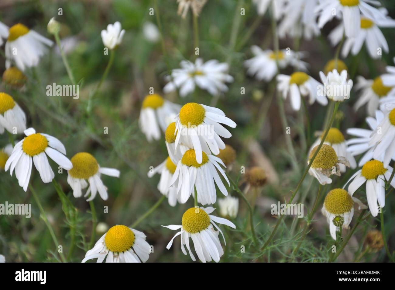 Matricaria recutita white flower yellow hi-res stock photography and ...
