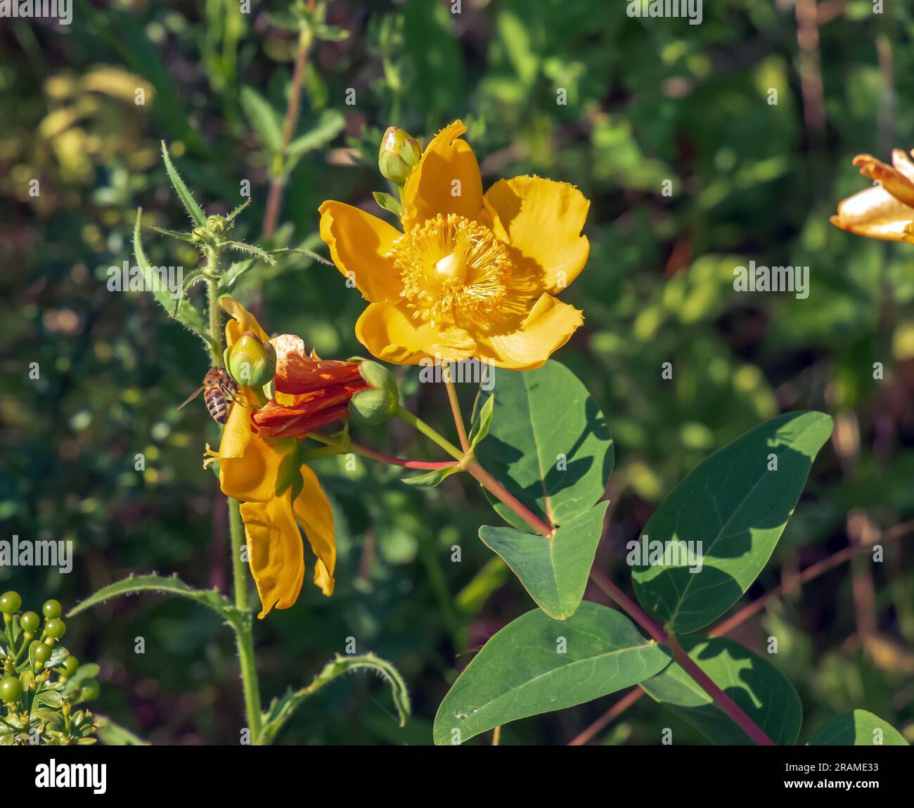 Yellow Flower, Hooker's St. Johnswort, Hypericum hookerianum, found in ...