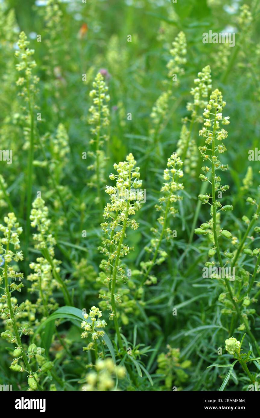 Field and garden weeds hi-res stock photography and images - Alamy