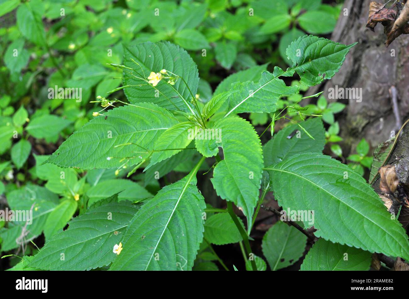 In summer, Impatiens parviflora grows in the wild Stock Photo - Alamy