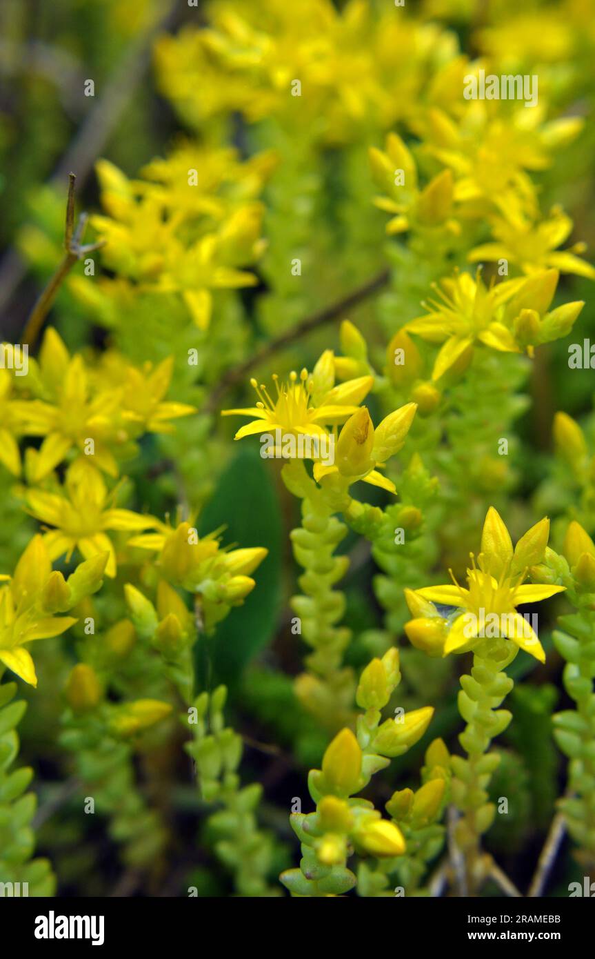 In the wild stonecrop (Sedum acre) grows on rocky soils Stock Photo - Alamy