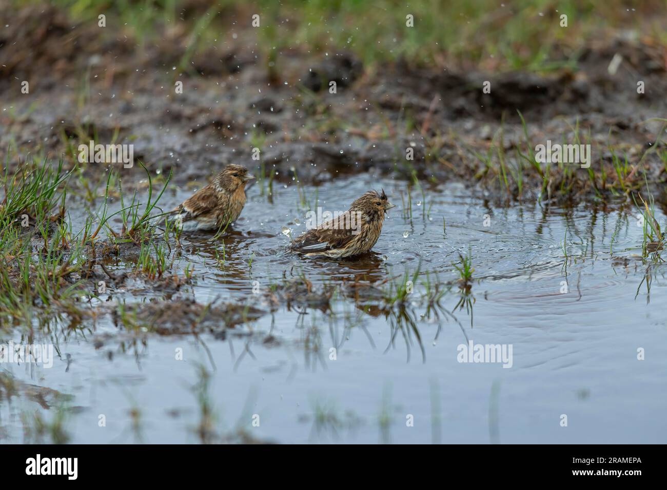 Male and female twite hi-res stock photography and images - Alamy