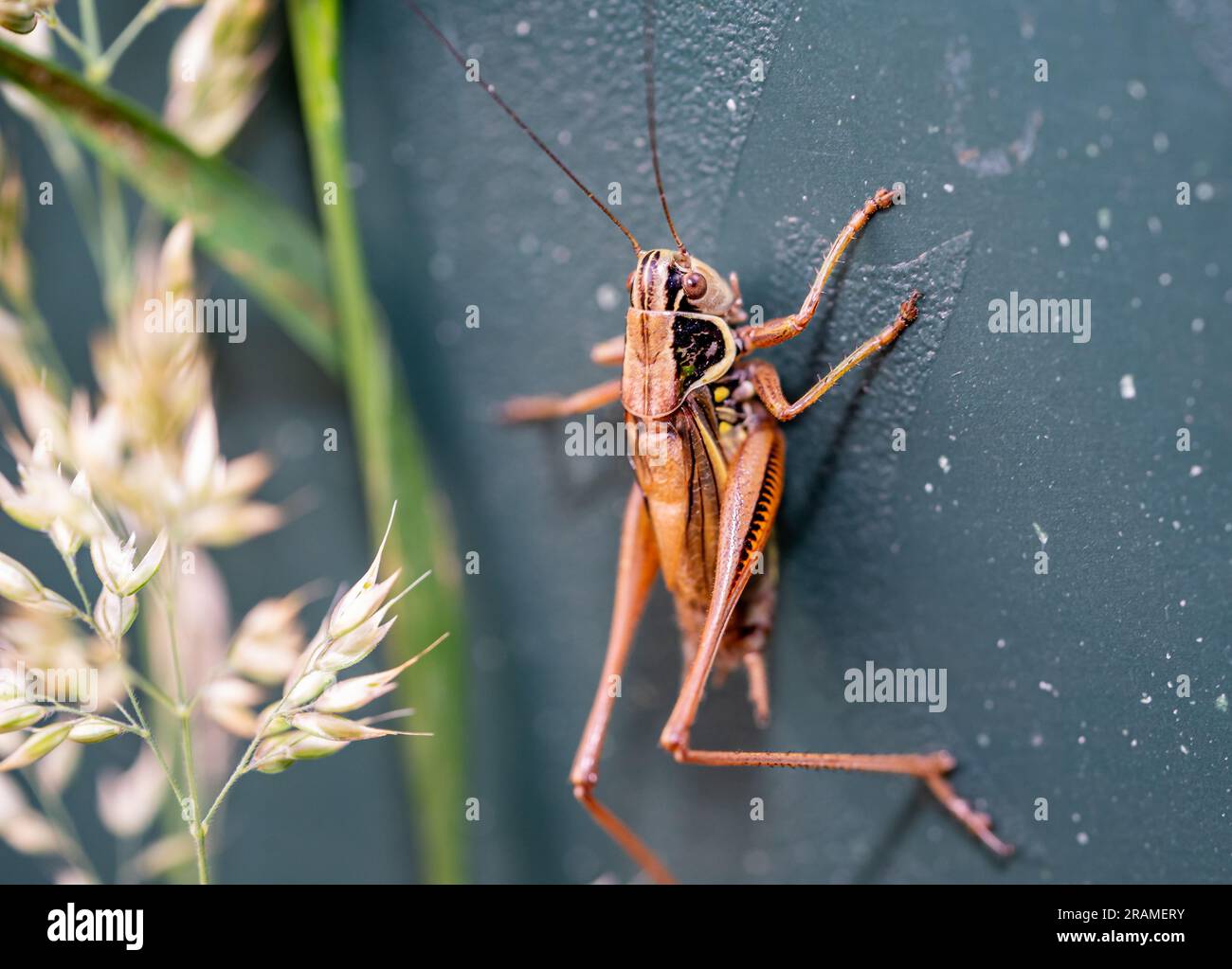 Roeseliana roeseli hi-res stock photography and images - Alamy