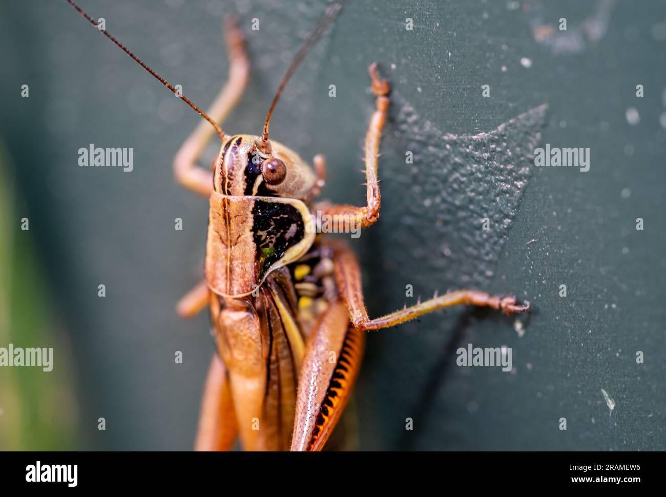 Roeseliana roeselii hi-res stock photography and images - Alamy