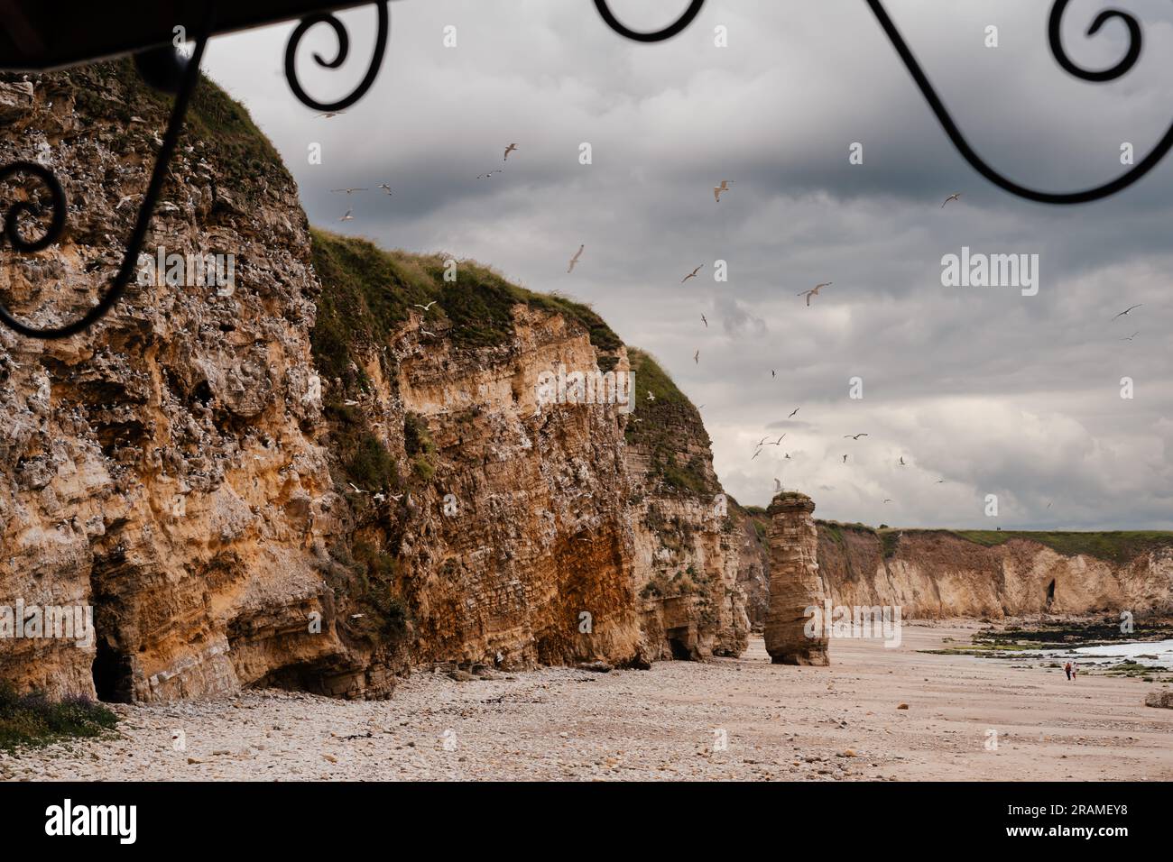 The Marsden Bay limestone cliffs covered in nesting kittiwakes, South ...