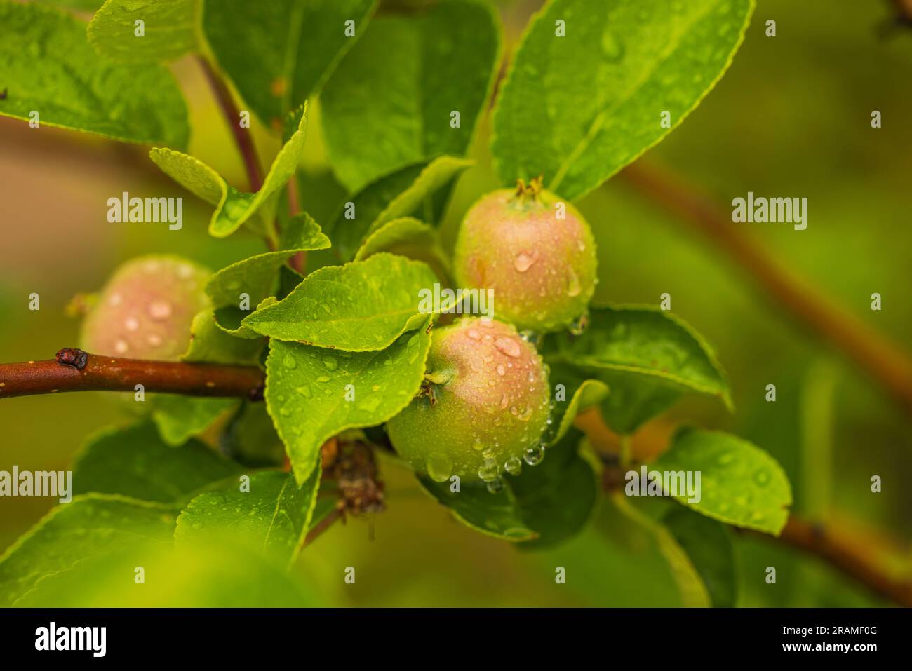Beautiful view of apple tree branch with small young apples covered ...