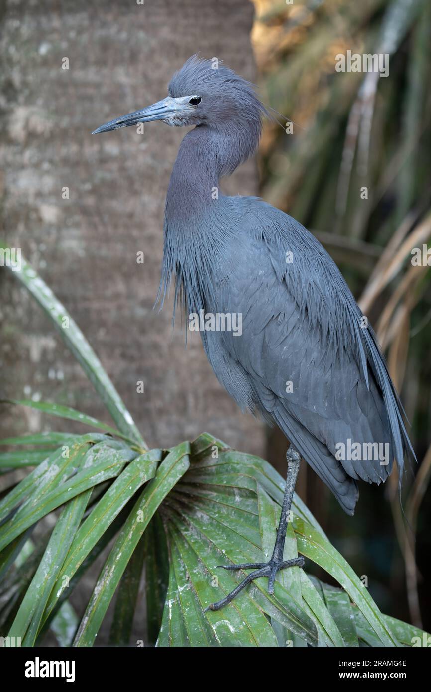 Heron birds hi-res stock photography and images - Alamy