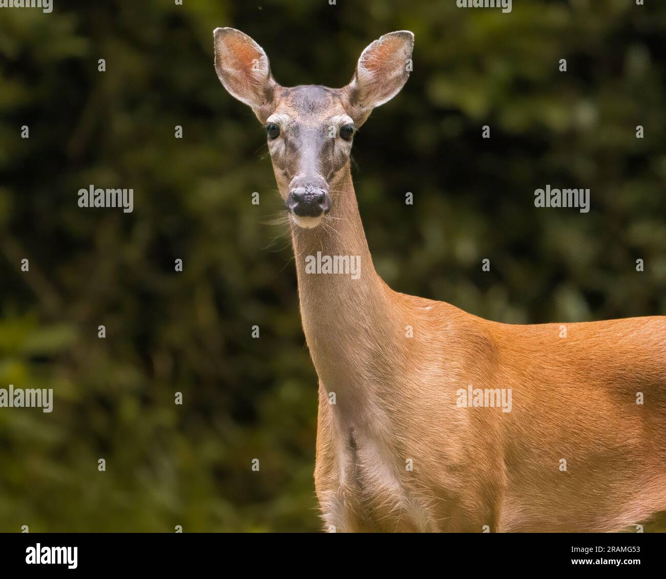 White deer north carolina hi-res stock photography and images - Alamy