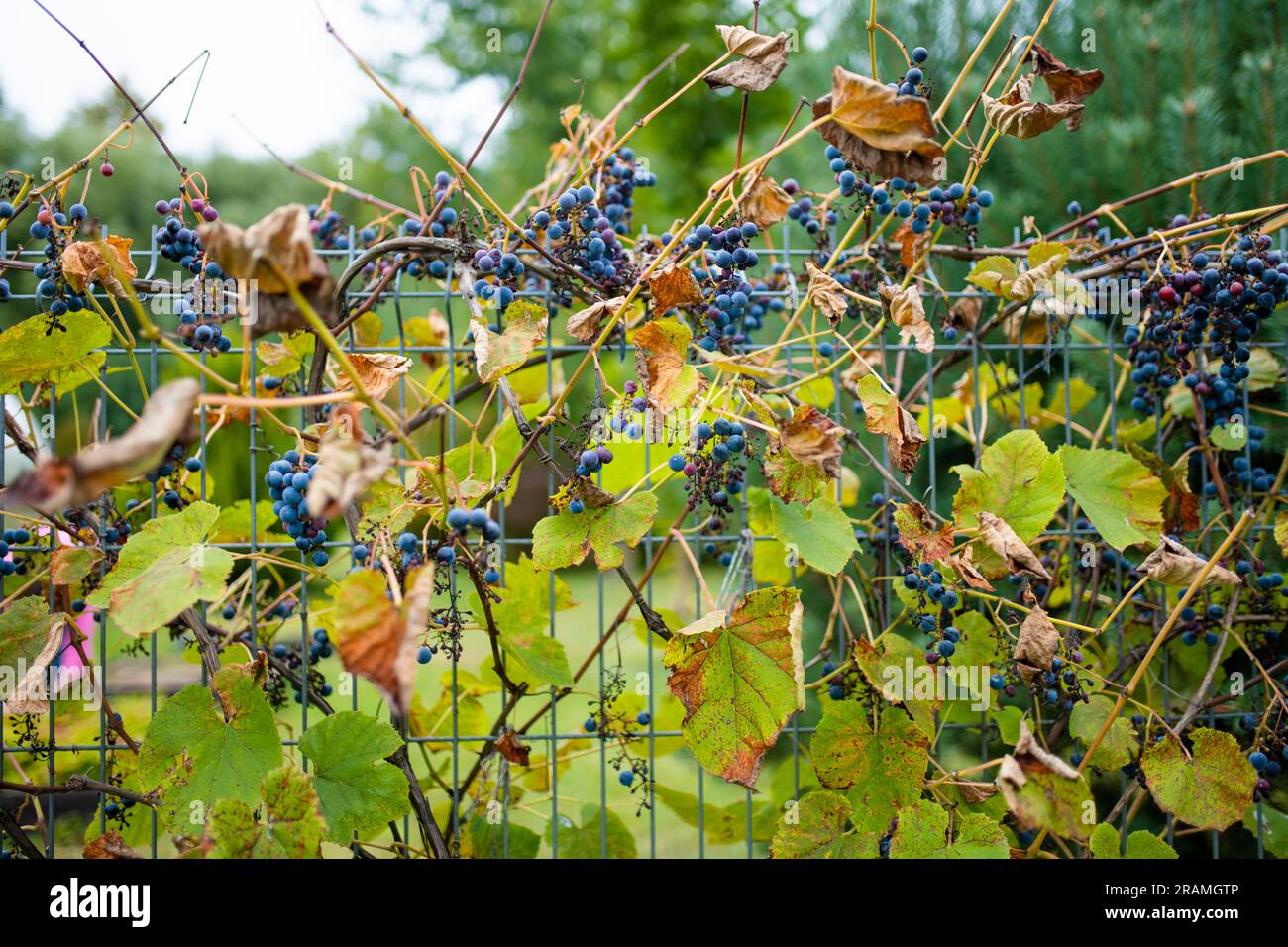 Small grape plant in row hi-res stock photography and images - Alamy