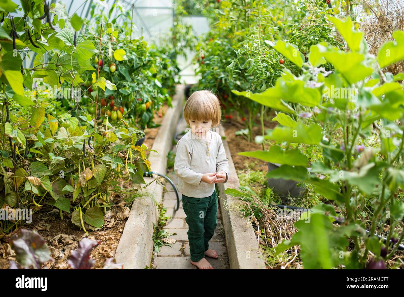 Cute toddler boy having fun in a greenhouse on sunny summer day. Child ...