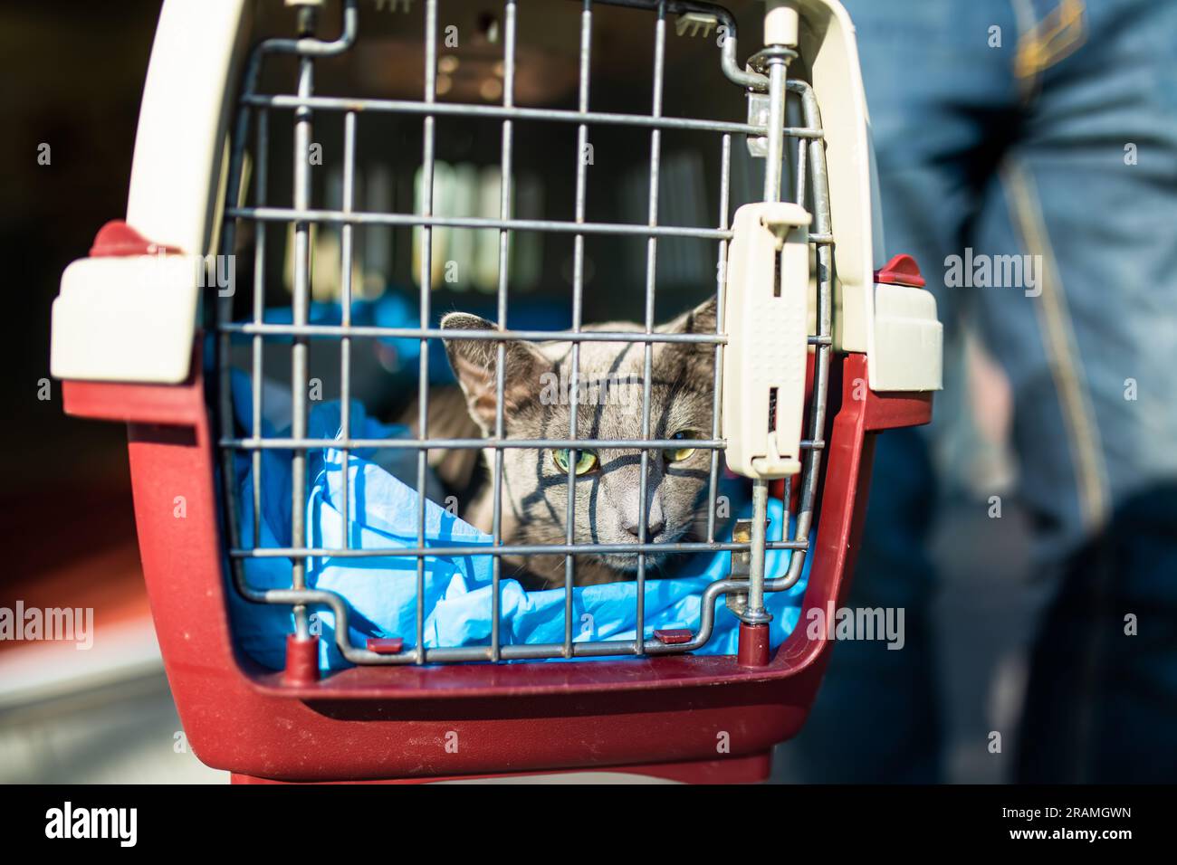 Cute kitten in a carrier box after the treatment in veterinary clinic ...