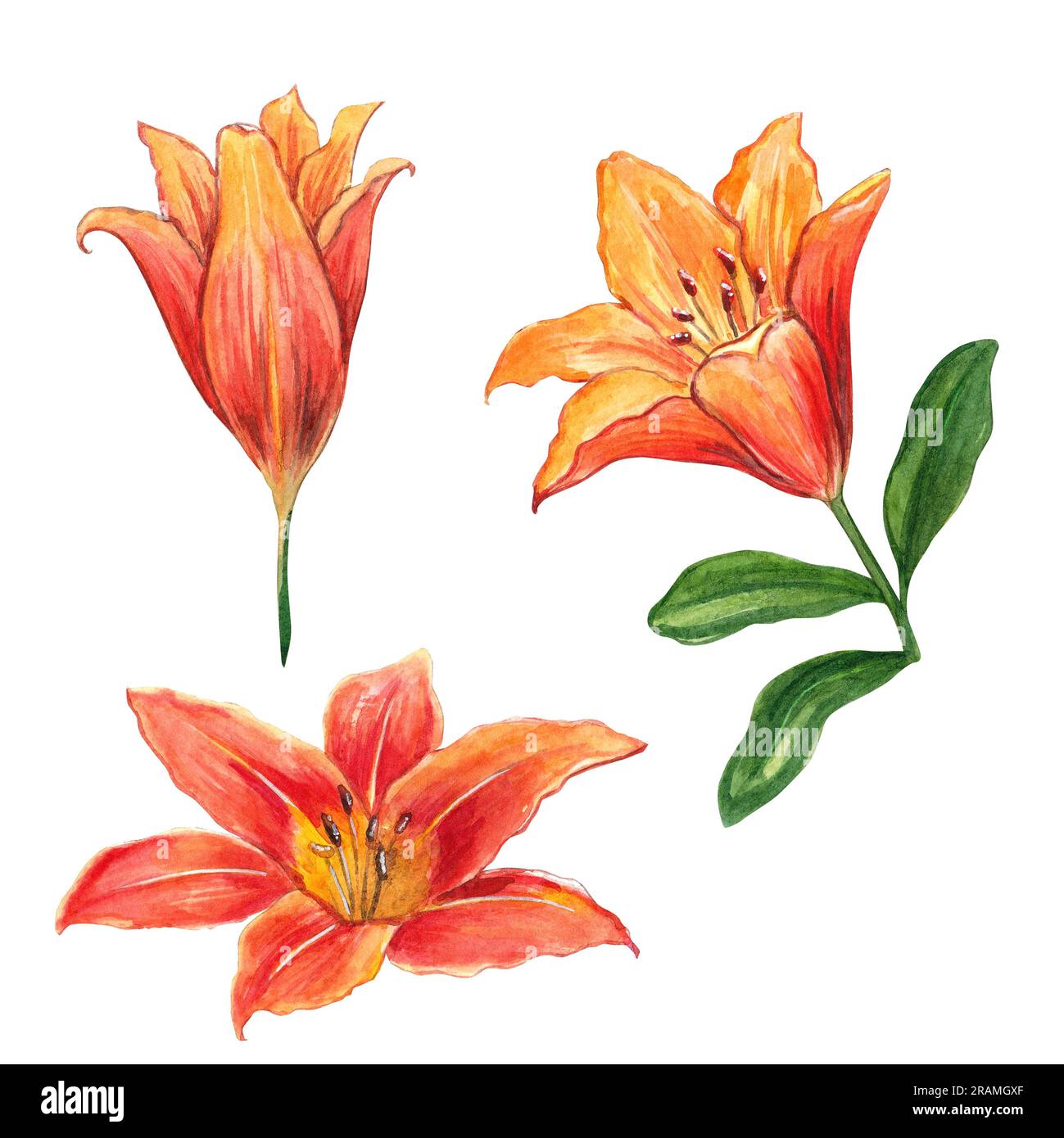 Set of orange garden lily. Watercolor hand drawn botanical illustration ...