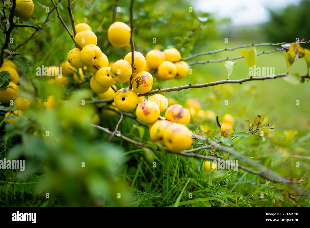 Bright yellow fruits of quince ripening on a branch of japanese quince ...