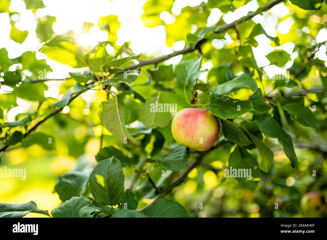 Red apples on apple tree branch on warm autumn day. Harvesting ripe ...
