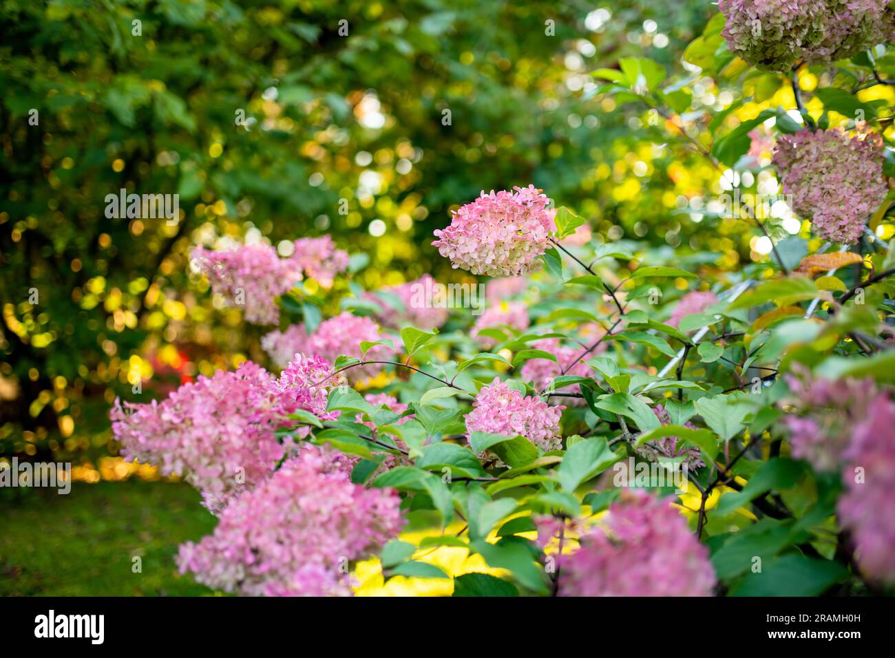 Tender pink flowers of hydrangea arborescens, backlit by the low ...