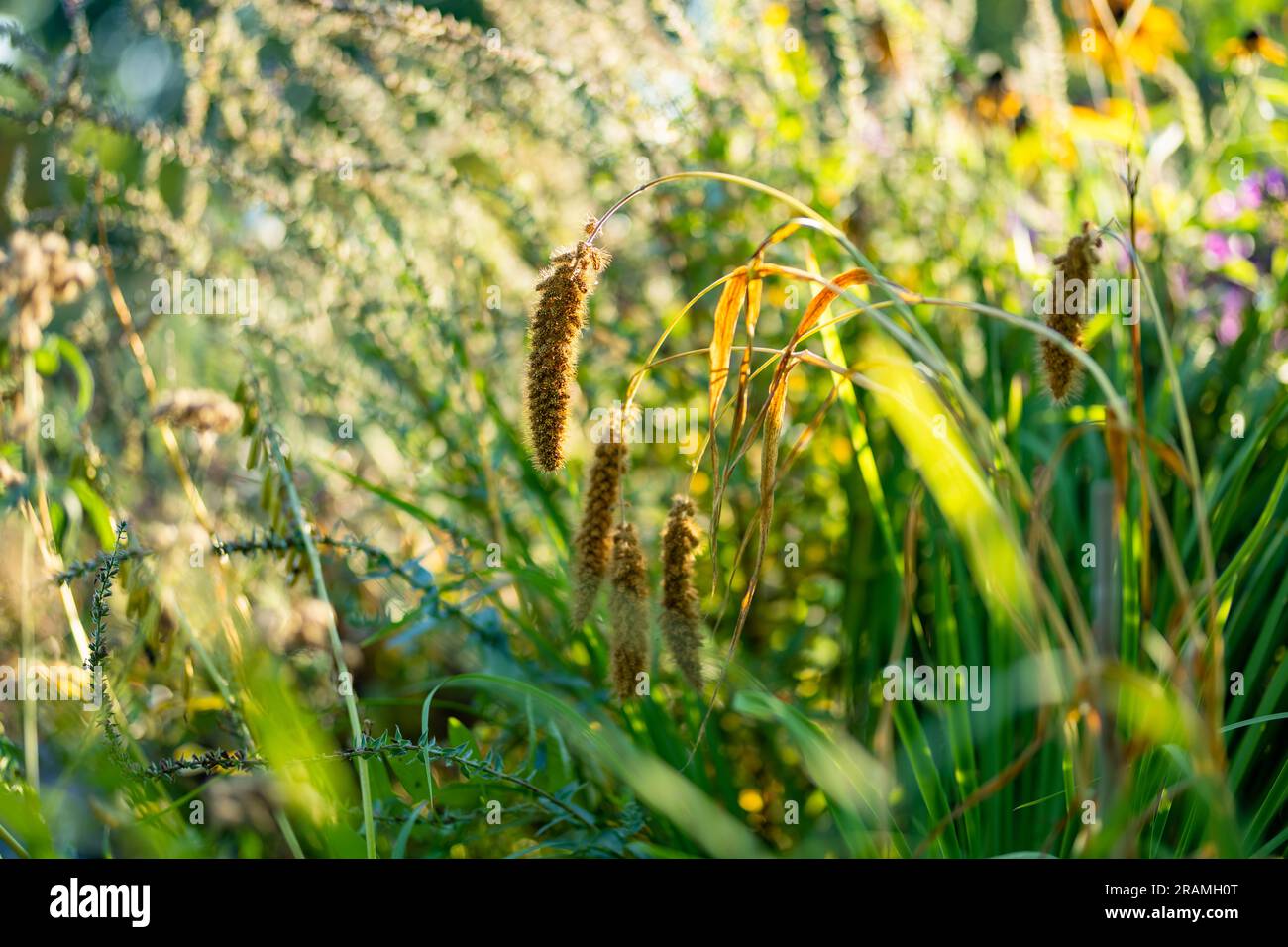 Detail of a dry grass in Lithuanian landscape. Beautiful outdoor ...