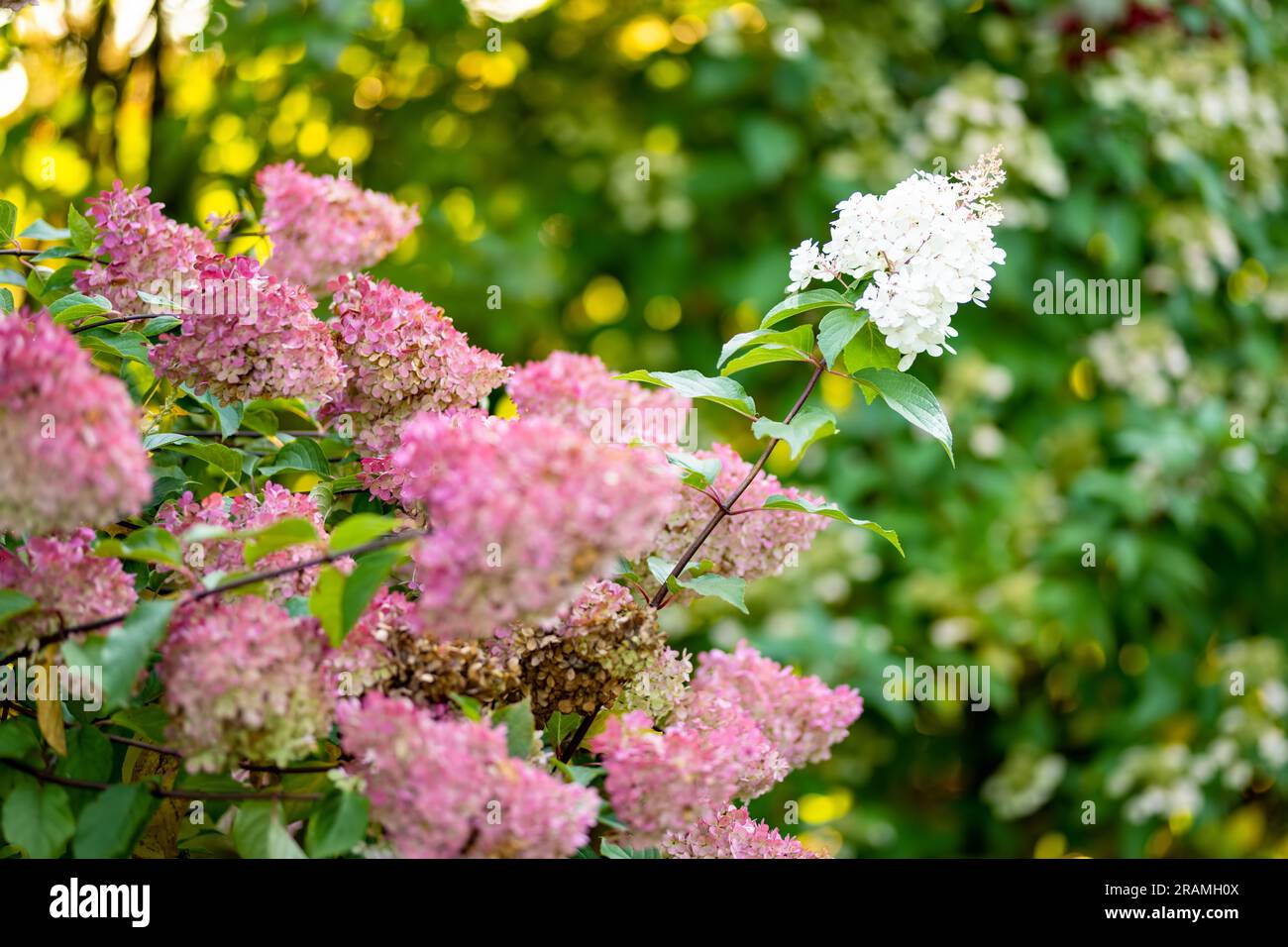 Tender pink flowers of hydrangea arborescens, backlit by the low ...