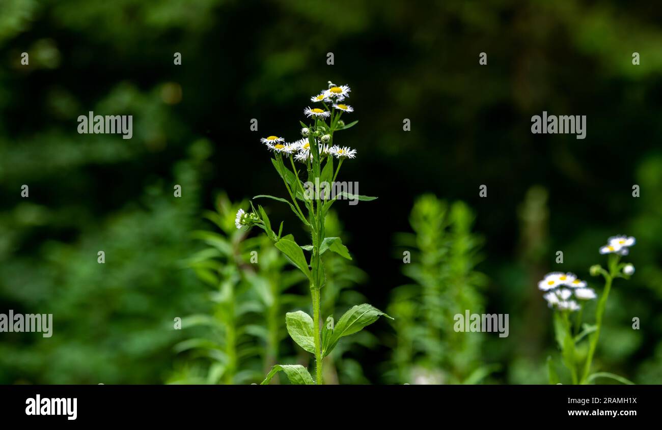 Wild flower plant, camomile branch stem Stock Photo - Alamy